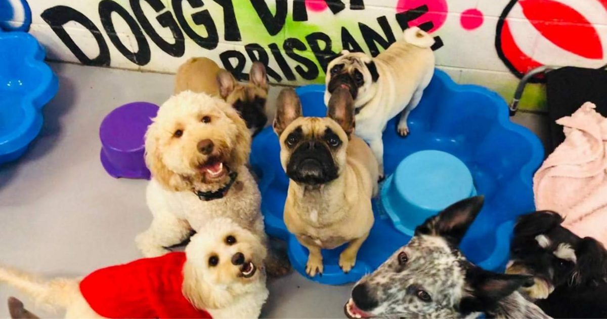 So you want to work with dogs? - Westender